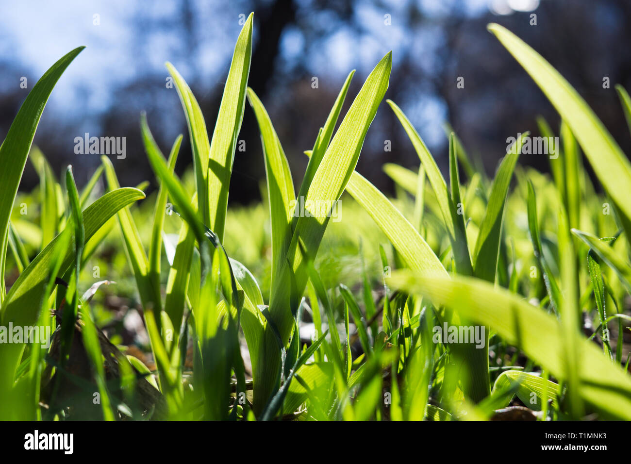 Natural green grass on the ground, plants and leaves close-up Stock ...