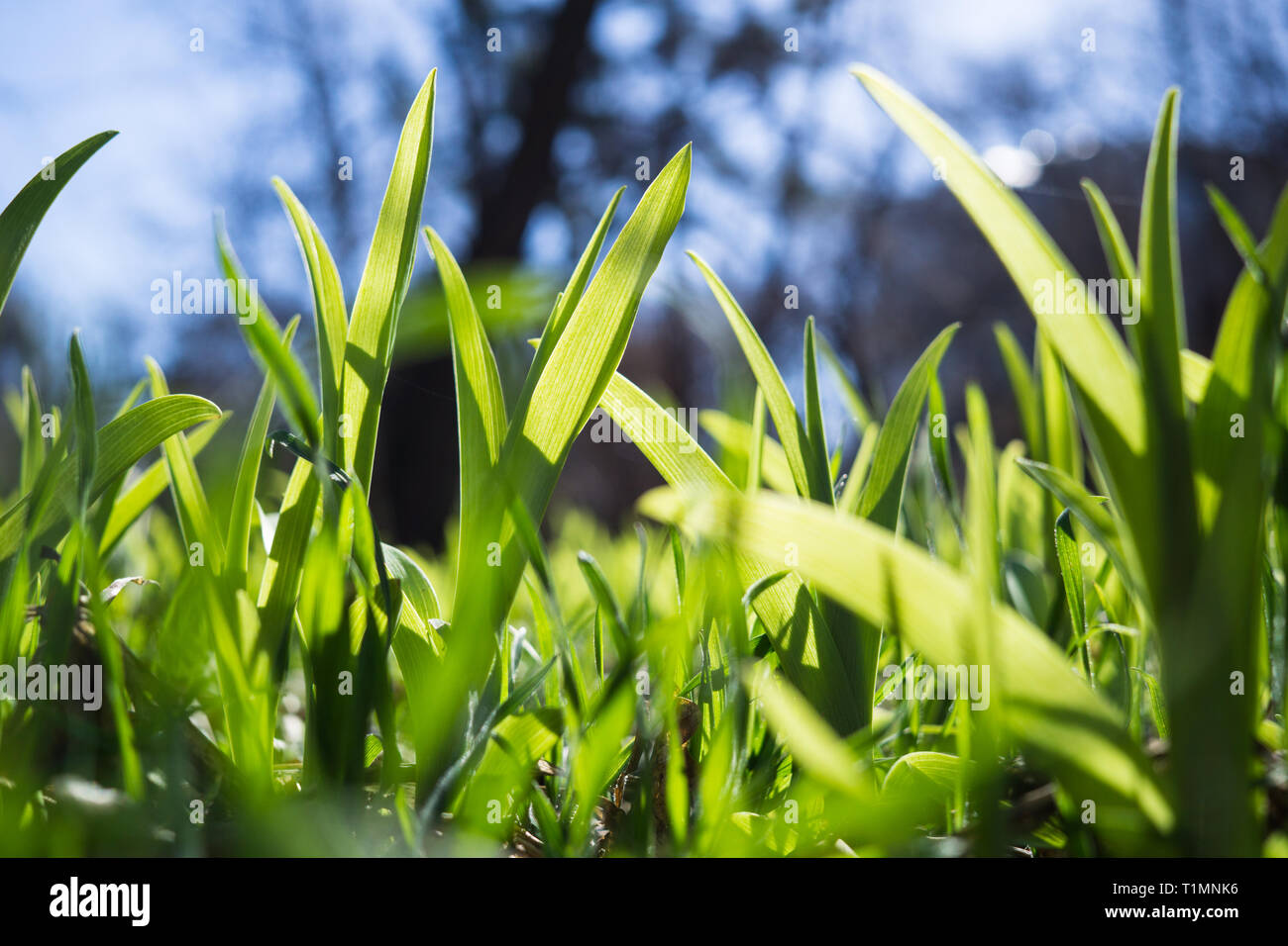 Natural green grass on the ground, plants and leaves close-up Stock ...