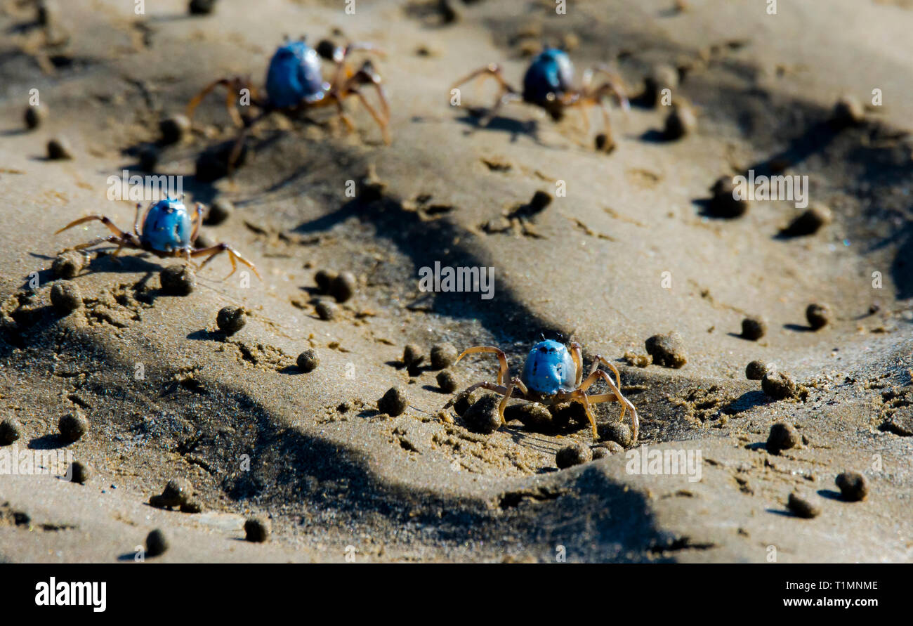 Mictyris longicarpus hi-res stock photography and images - Alamy