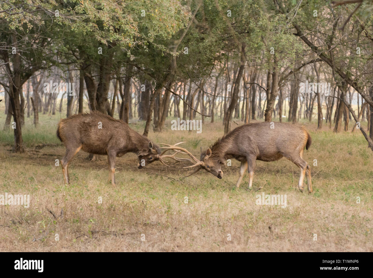 Sable Antelope v Sambar Deer - Carnivora
