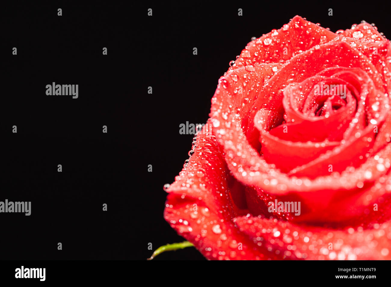 Single red rose with rain drop over black background. Symbol of love ...