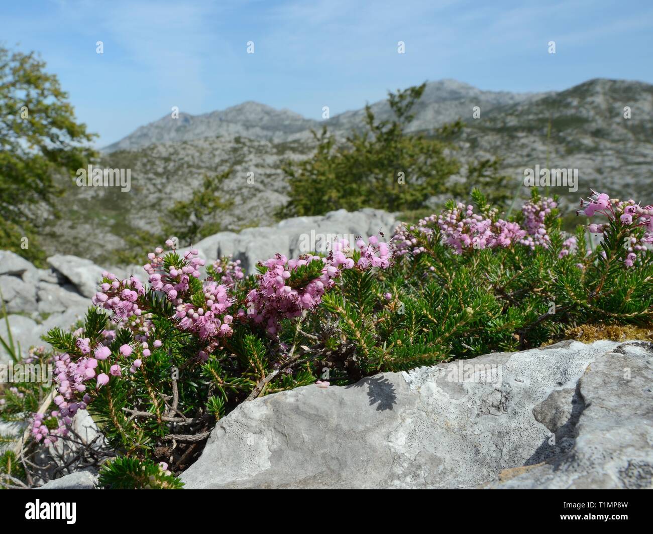 Cornish range hi-res stock photography and images - Alamy