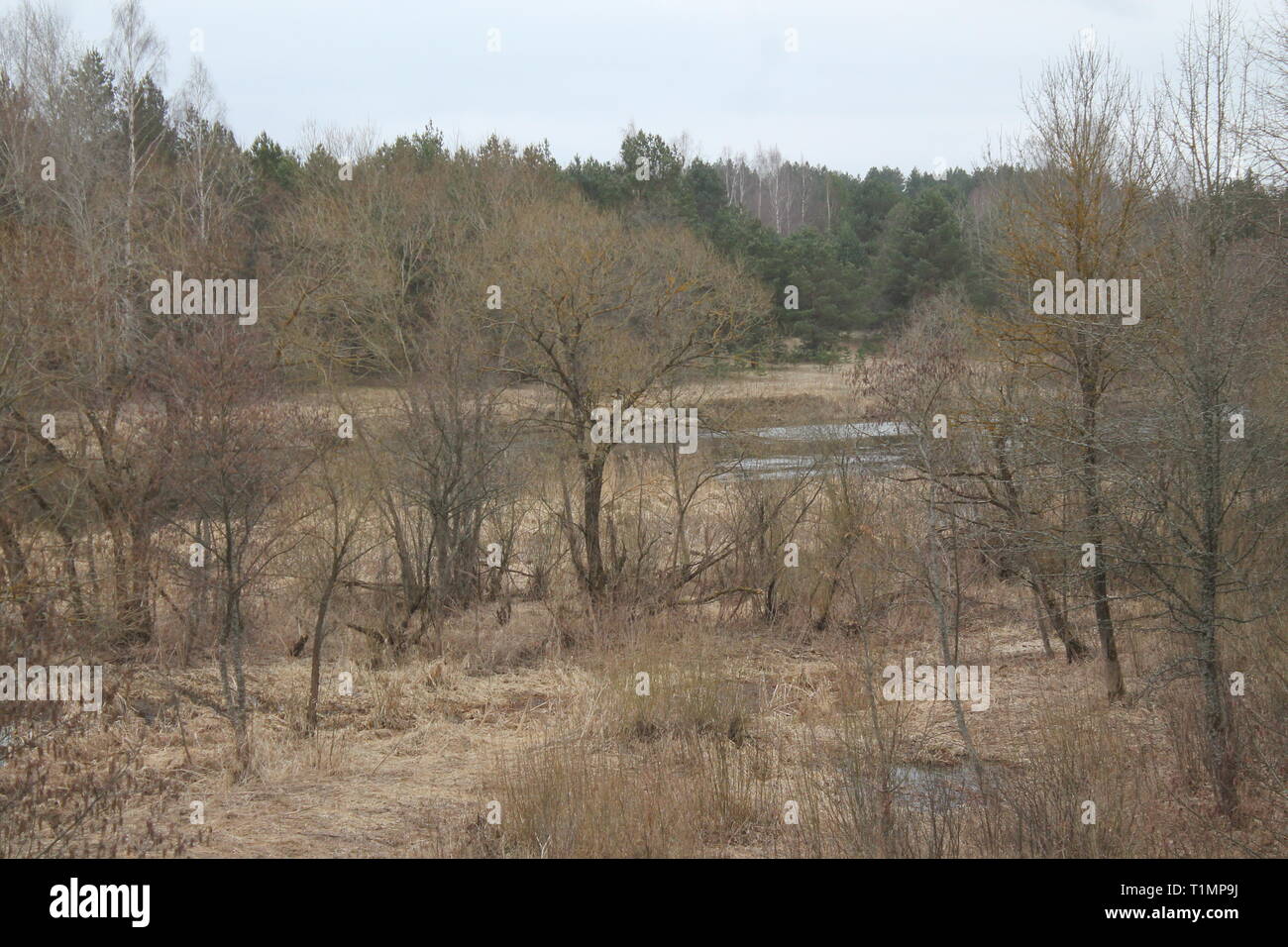 calm peaceful landscape in gray cold spring day on the river bank Stock ...