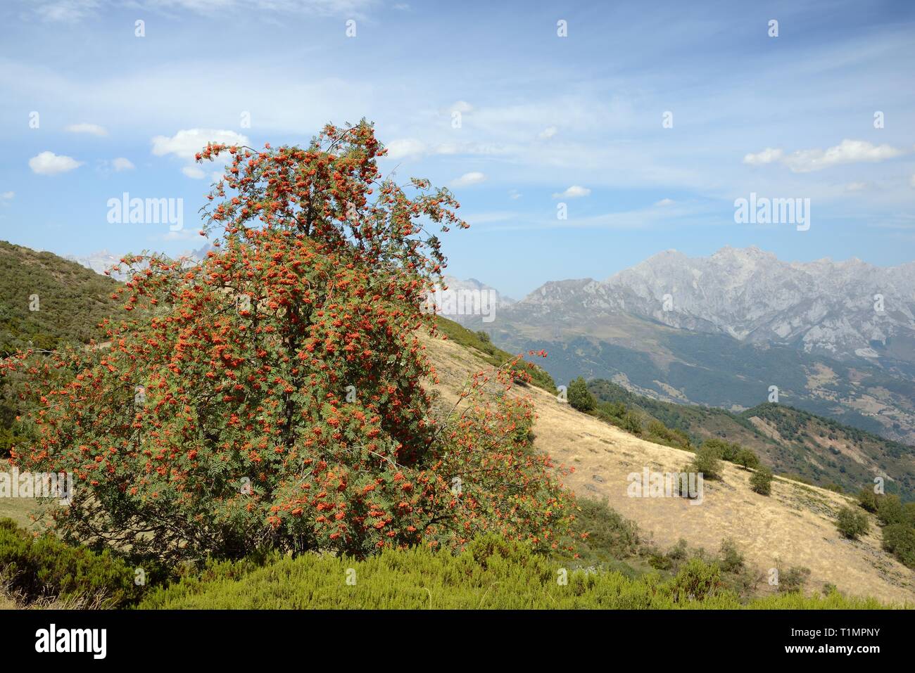 Mountain ash trees hi-res stock photography and images - Alamy