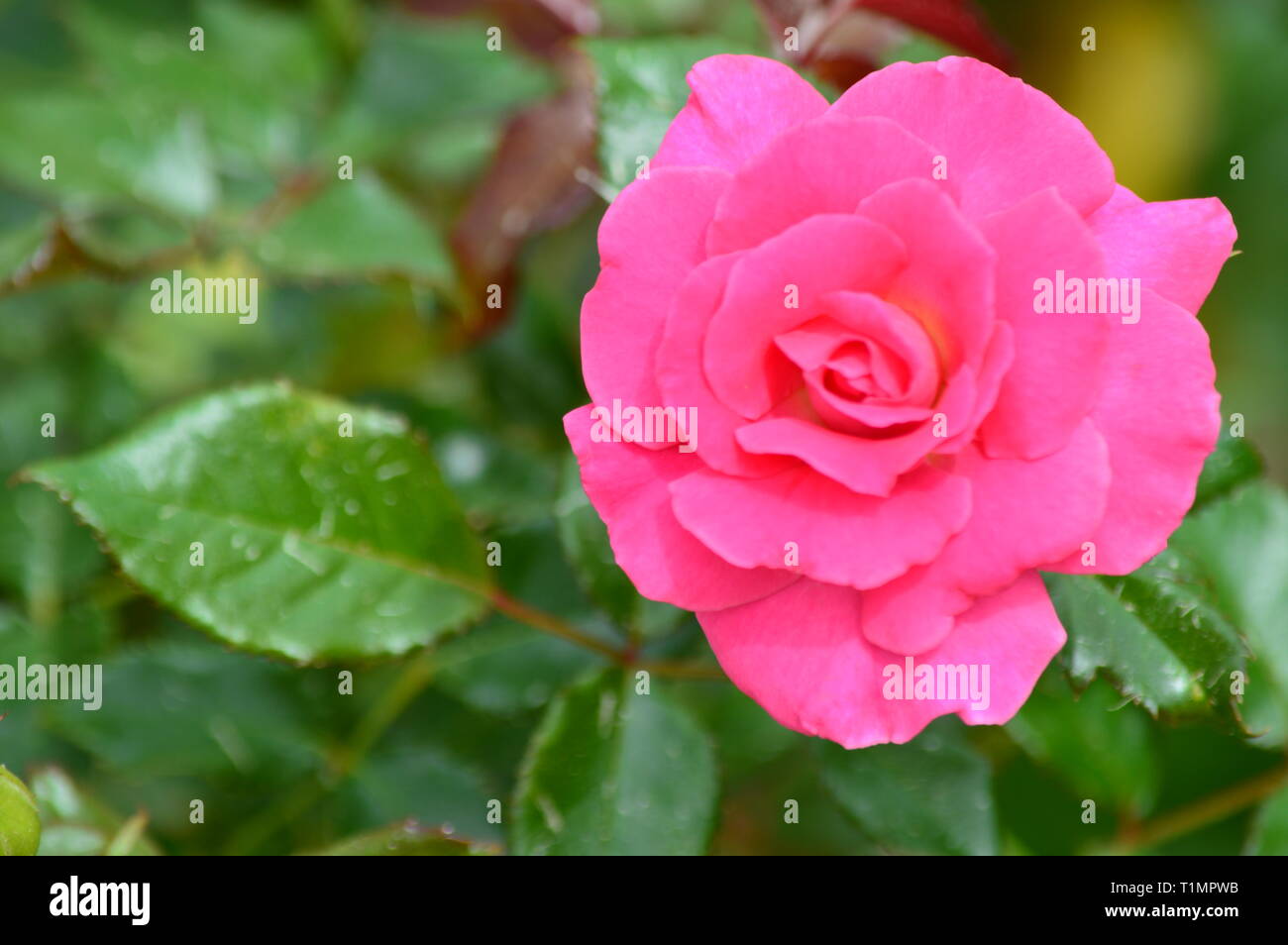 A romantic red rose in the garden Stock Photo - Alamy