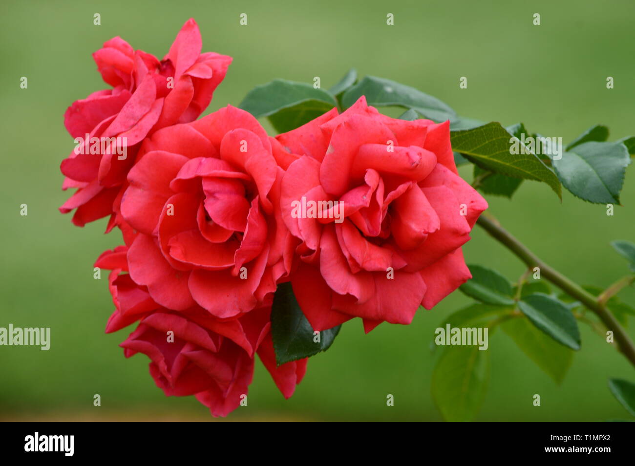 A romantic red rose in the garden Stock Photo - Alamy