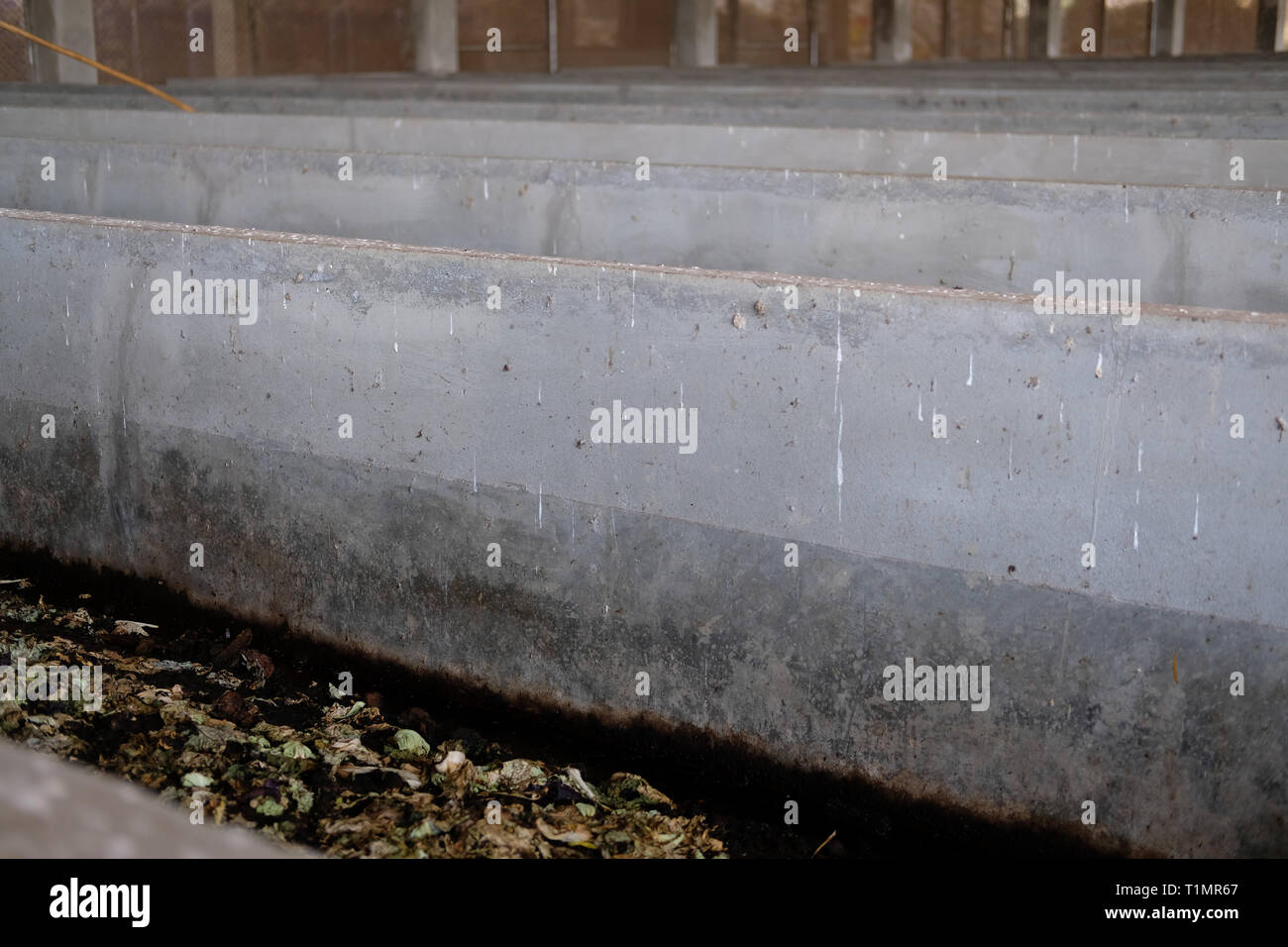 earthworm for producing organic manure compost fertilizer vermicompost ...