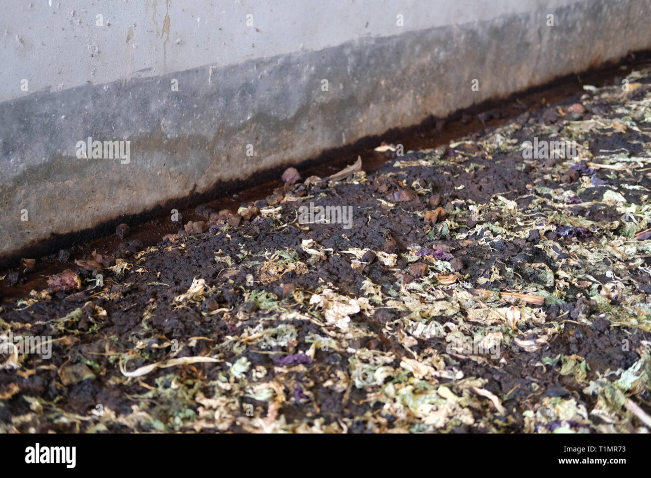 earthworm for producing organic manure compost fertilizer vermicompost ...