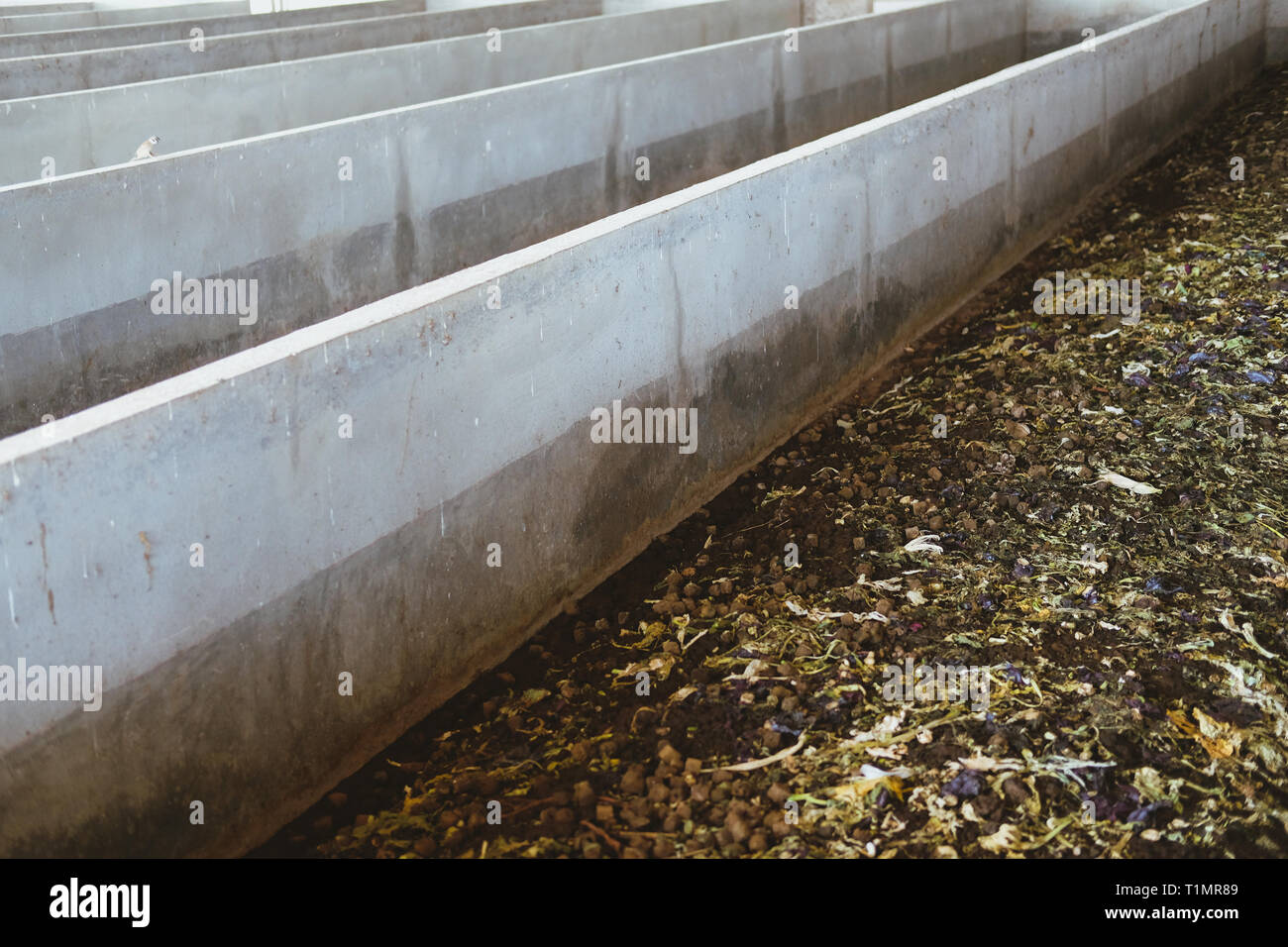 earthworm for producing organic manure compost fertilizer vermicompost ...