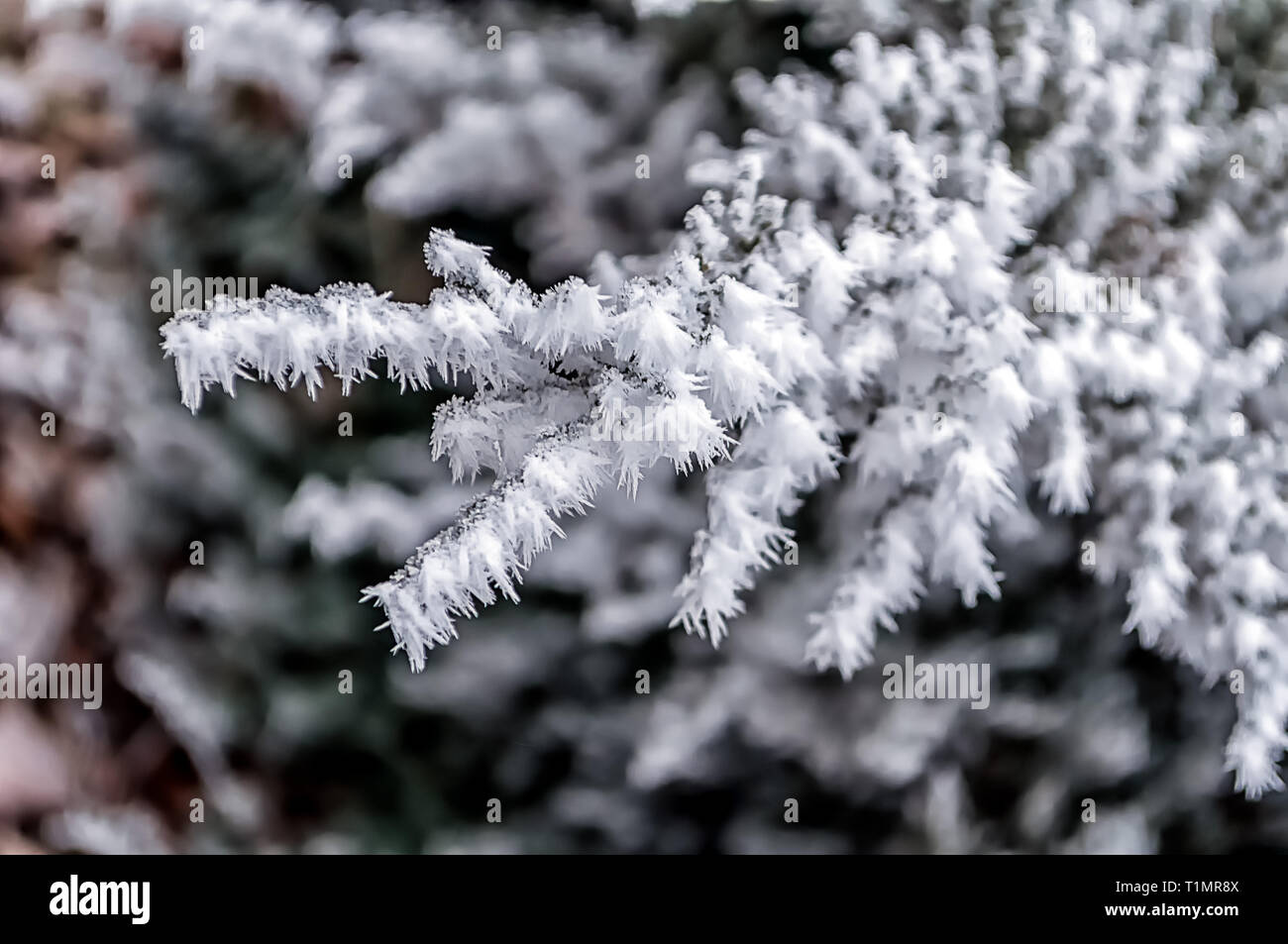Frost on fir tree hi-res stock photography and images - Alamy