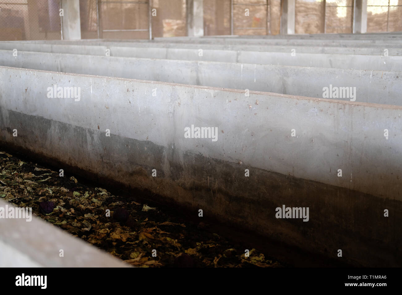 earthworm for producing organic manure compost fertilizer vermicompost ...