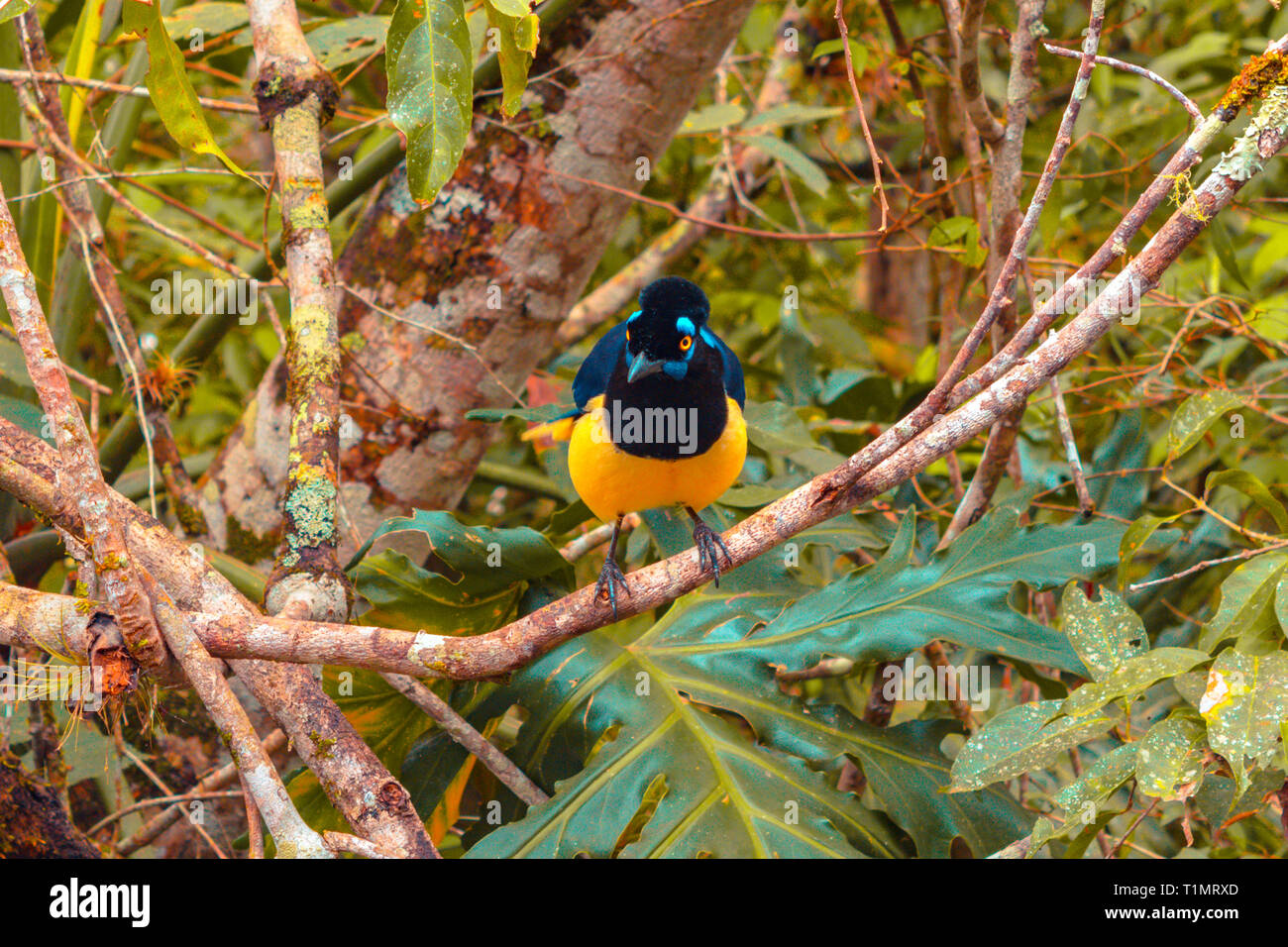 Argentina bird reserve hi-res stock photography and images - Alamy