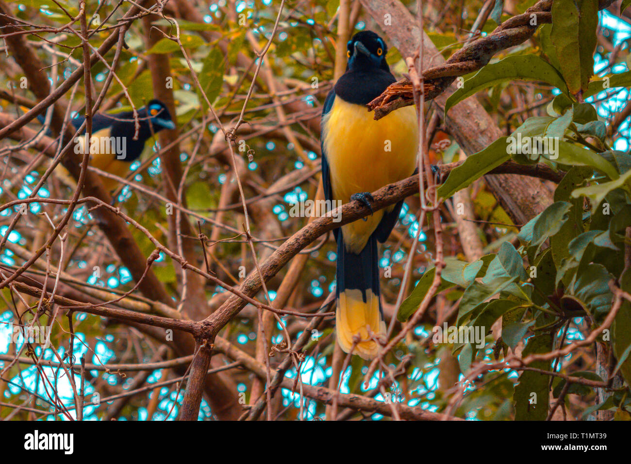 Argentina bird reserve hi-res stock photography and images - Alamy