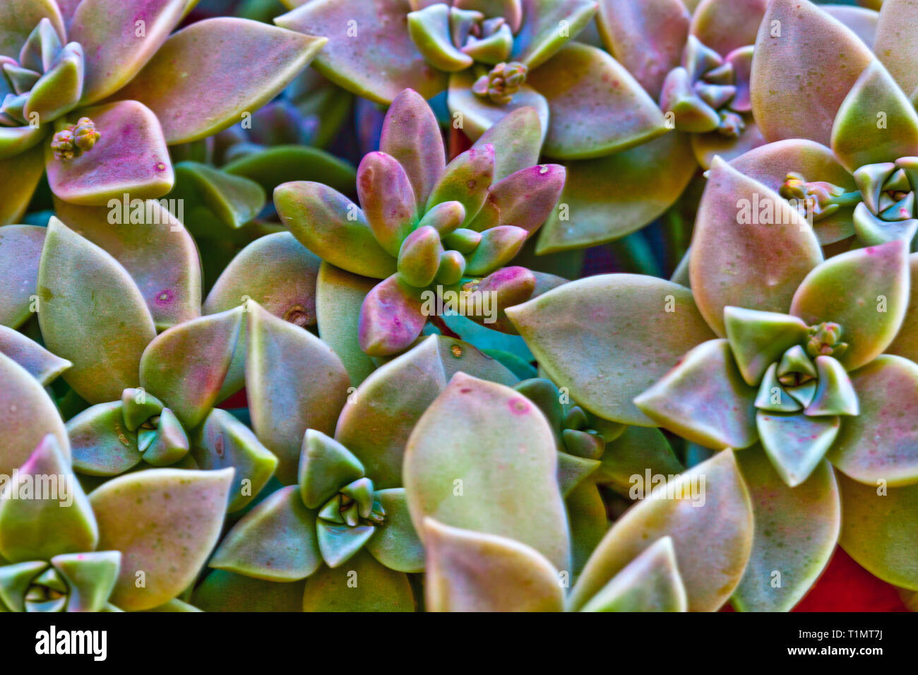 Succulent plants macro background Stock Photo - Alamy