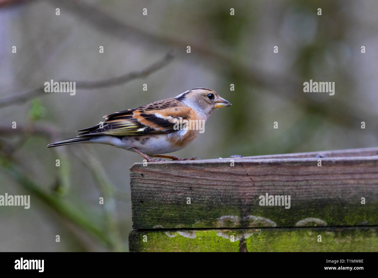 Adult female brambling hi-res stock photography and images - Alamy