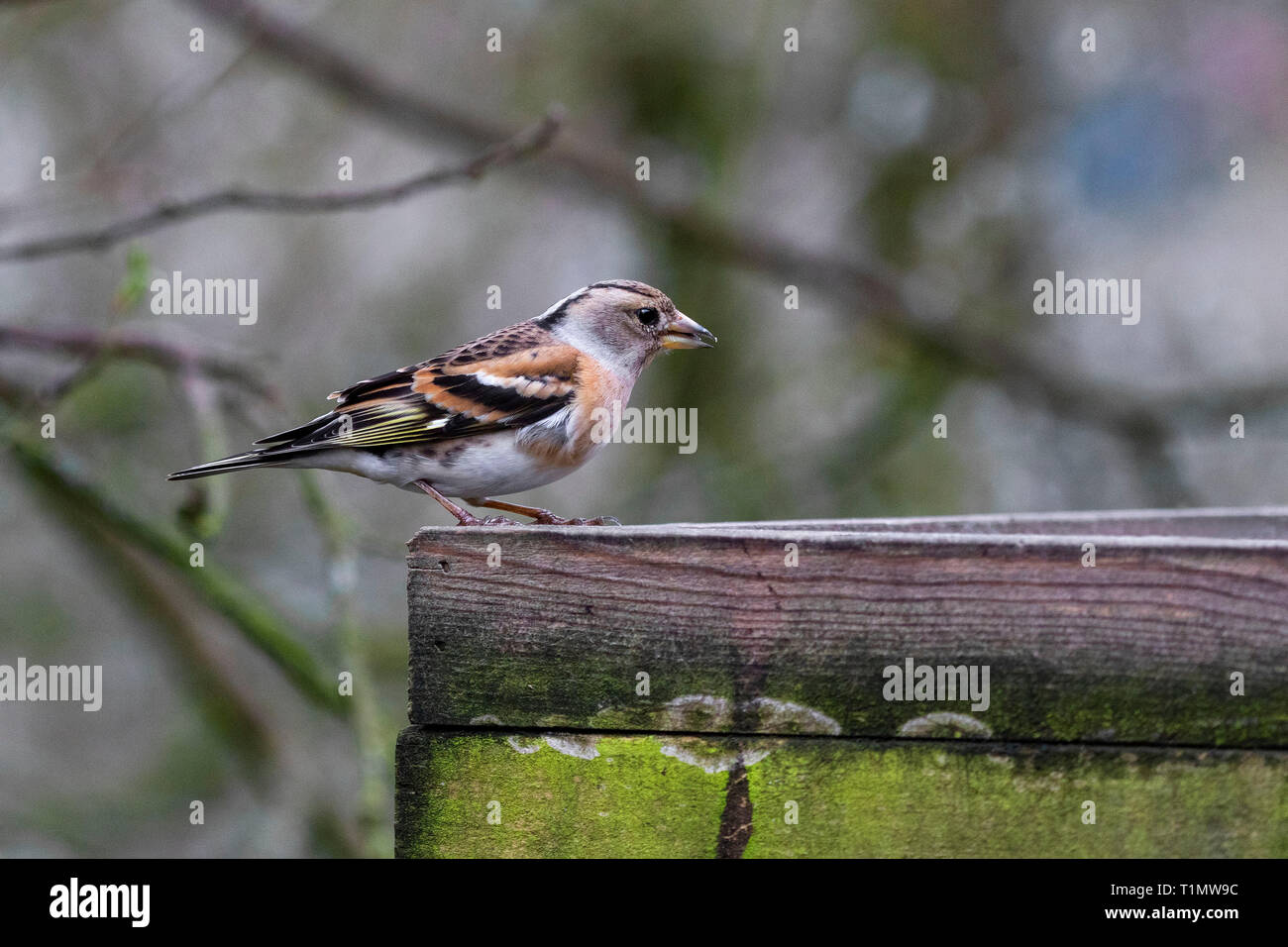 Adult female brambling hi-res stock photography and images - Alamy