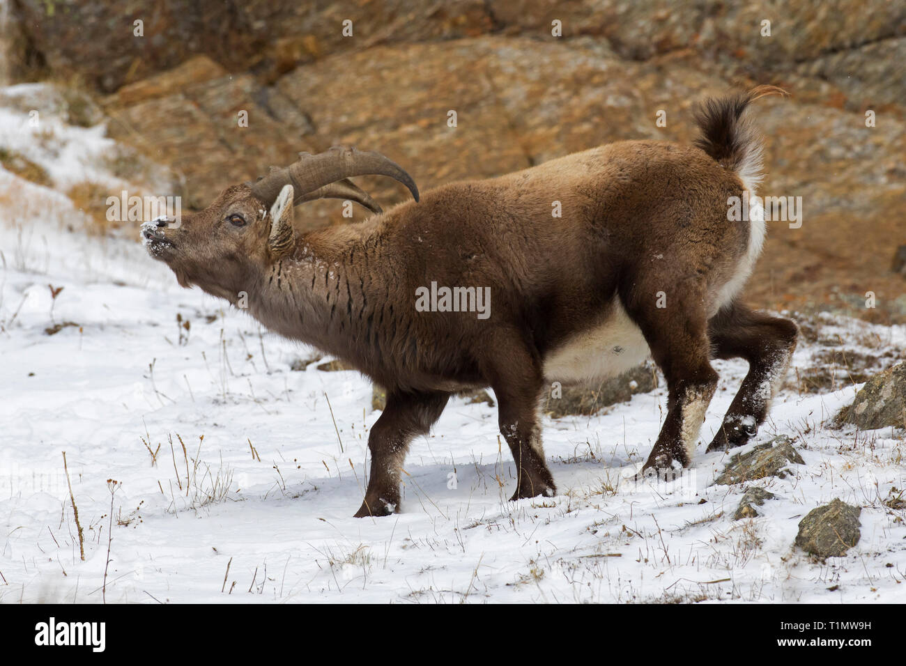 Alpine ibex (Capra ibex) young male exhibiting the flehmen response by ...