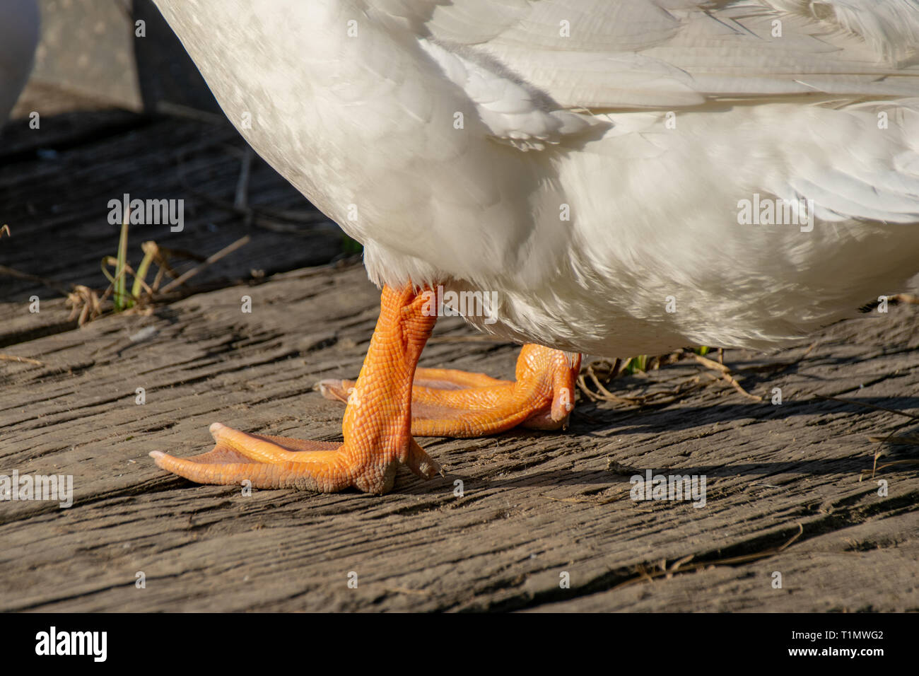 The orange legs and webbed feet of a white Pekin Duck Stock Photo - Alamy