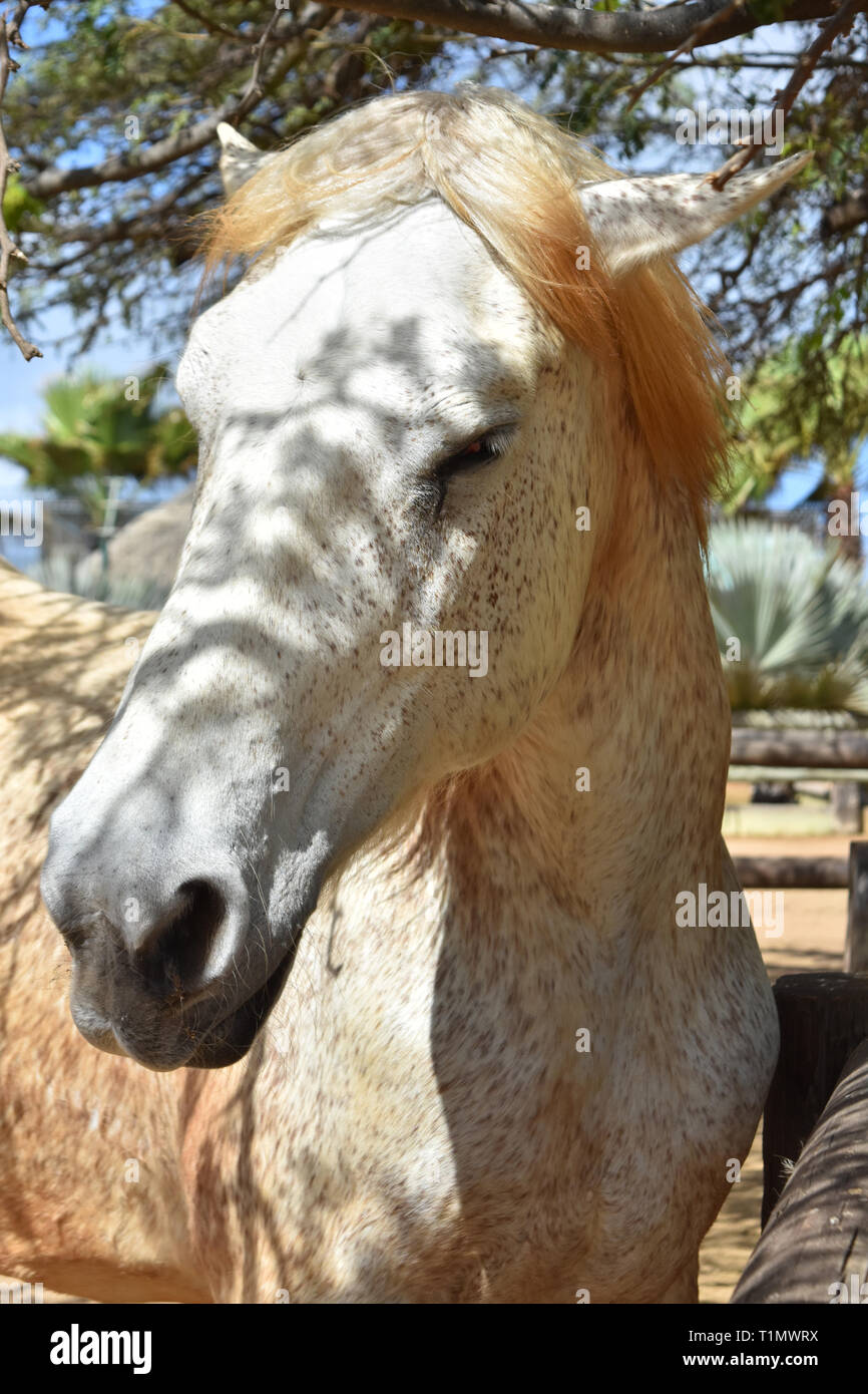 Beautiful dappled white horse with flecks of gray Stock Photo - Alamy