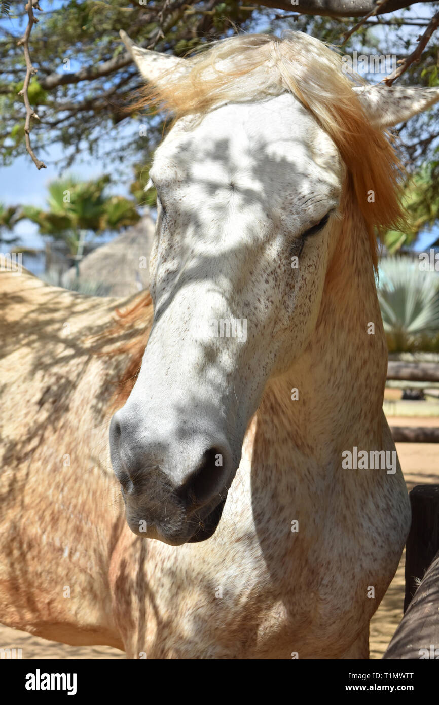 Gorgeous draft horse with dappled sunlight on him Stock Photo - Alamy