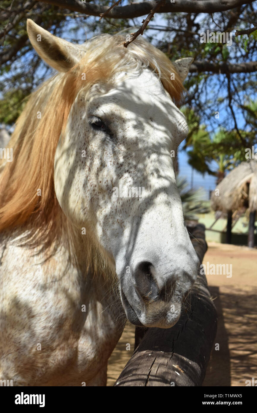 Stunning face of a dappled white draft horse Stock Photo - Alamy