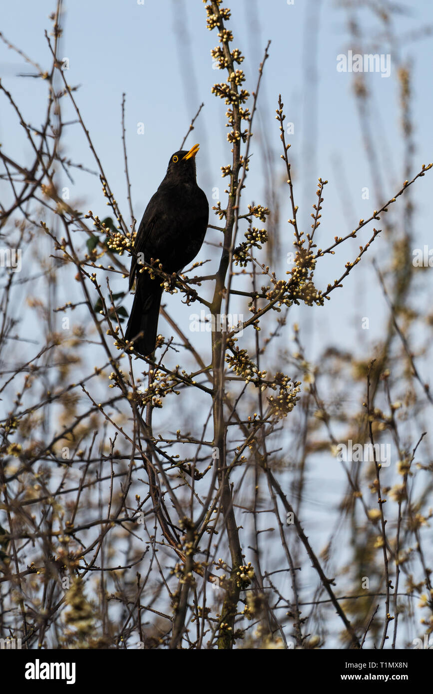 Black bird singing hi-res stock photography and images - Alamy