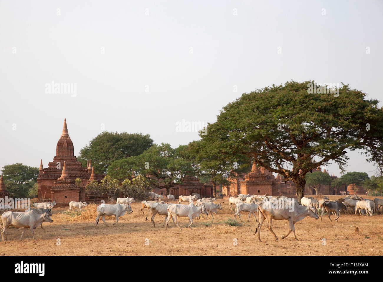 Grazing cows between the temples, Old Bagan village area, Mandalay ...