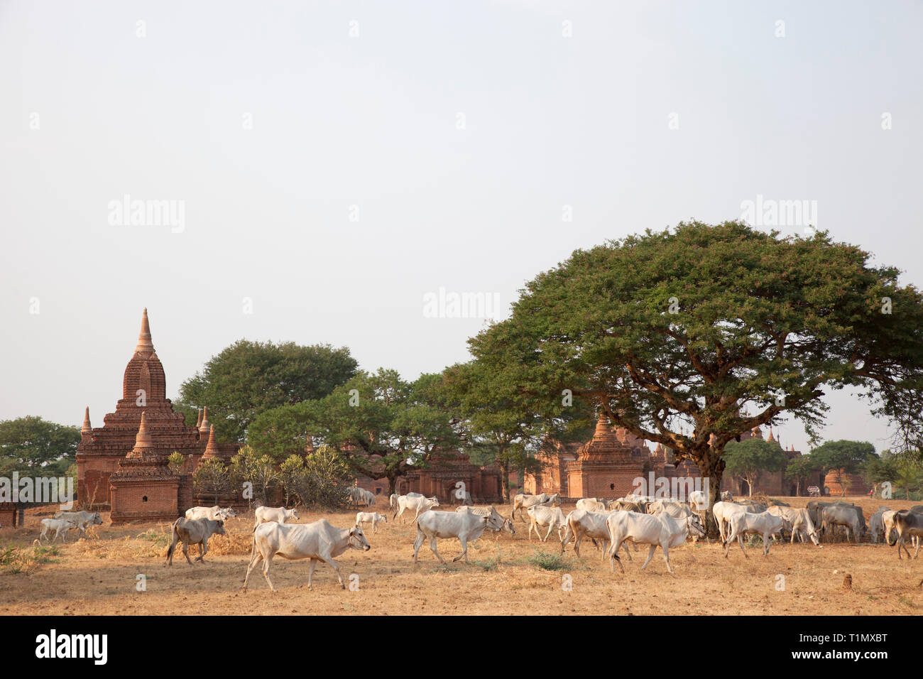 Grazing cows between the temples, Old Bagan village area, Mandalay ...