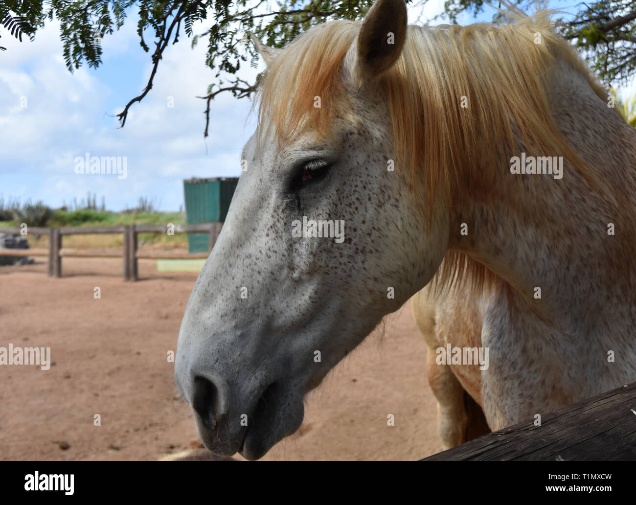 Stunning fleabitten gray draft horse in a dirt paddock Stock Photo - Alamy