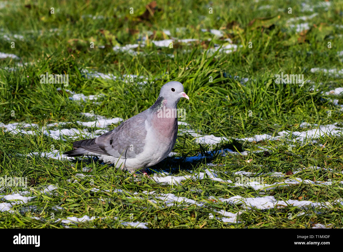 Stock Dove Columba oenas Stock Photo - Alamy