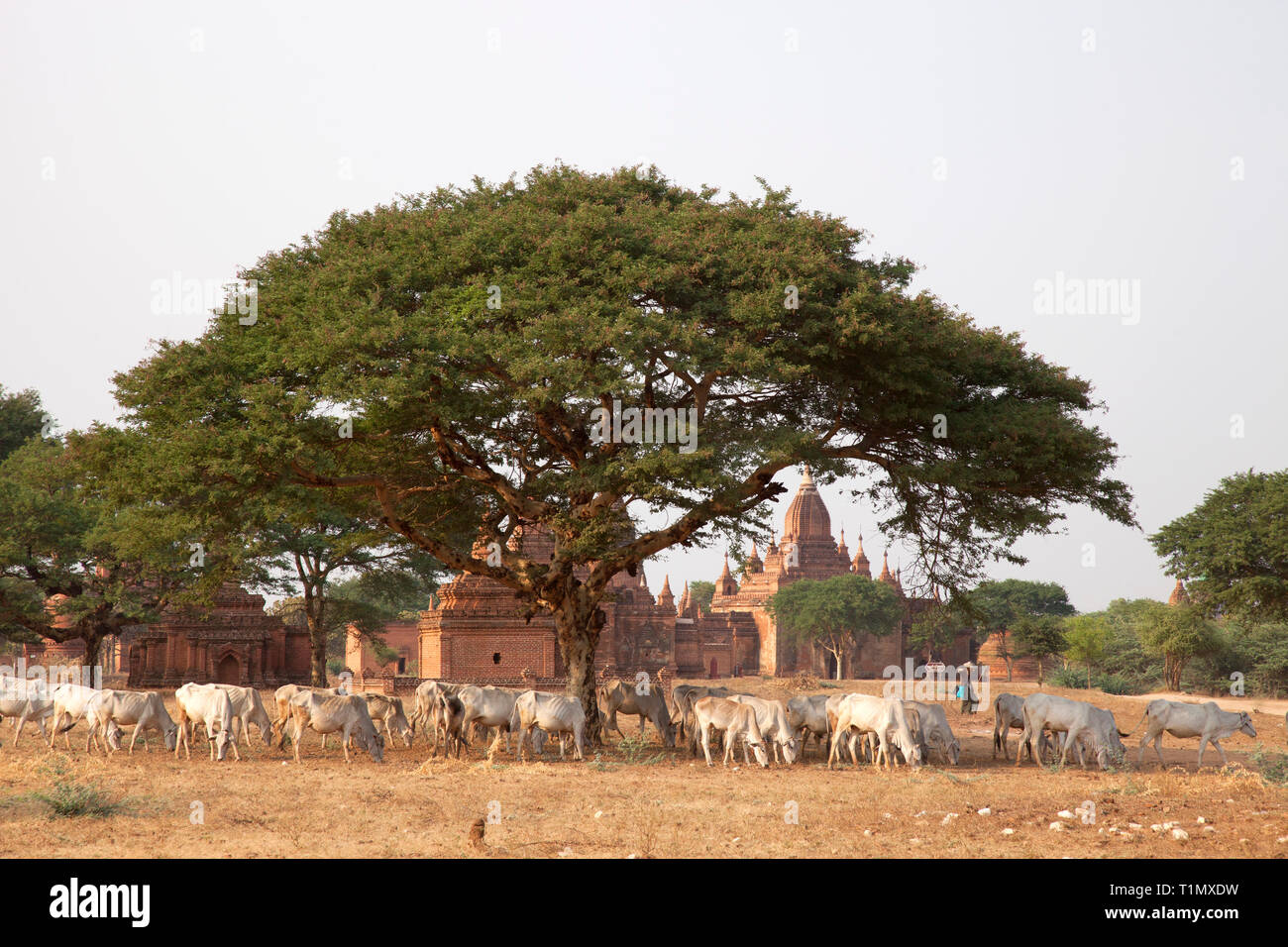 Grazing cows between the temples, Old Bagan village area, Mandalay ...