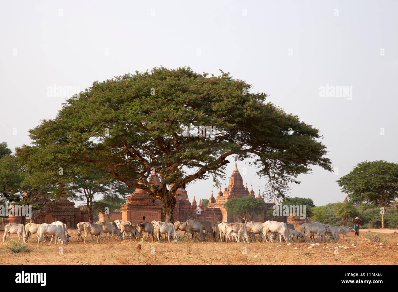 Grazing cows between the temples, Old Bagan village area, Mandalay ...