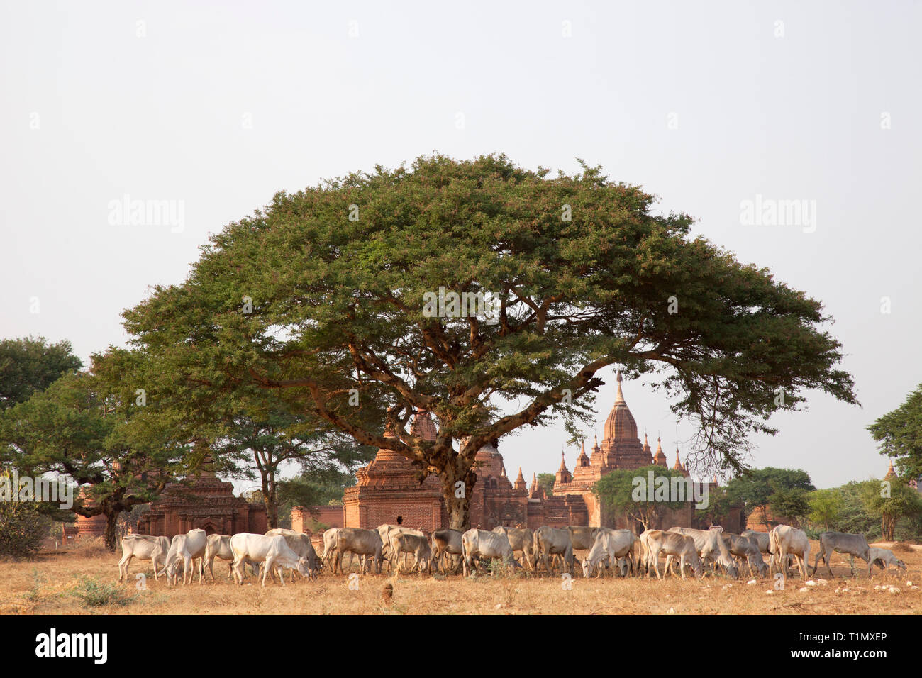 Grazing cows between the temples, Old Bagan village area, Mandalay ...