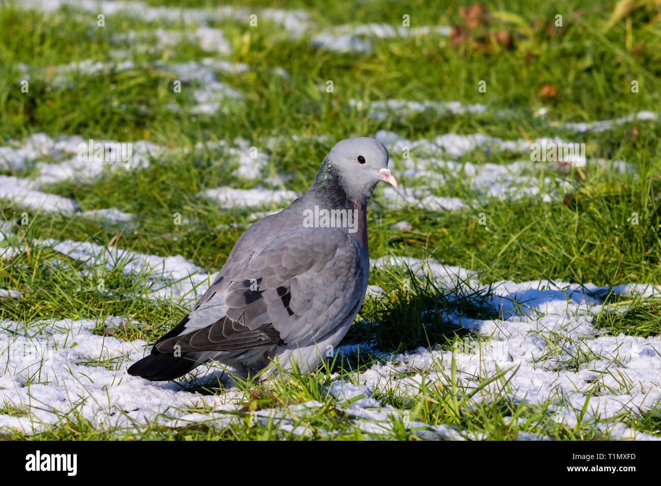 Stock Dove Columba oenas Stock Photo - Alamy