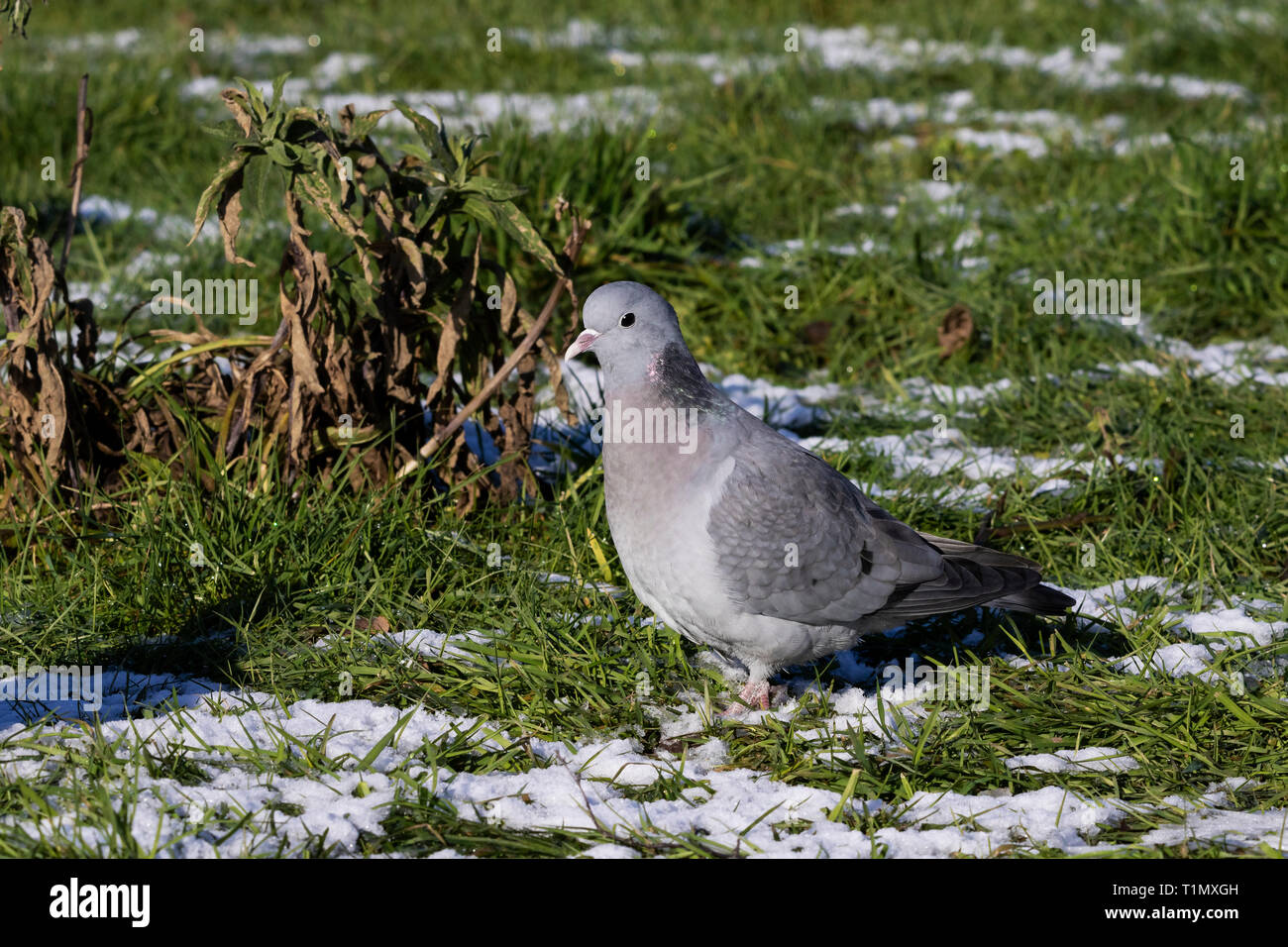 Columba oenas snow hi-res stock photography and images - Alamy