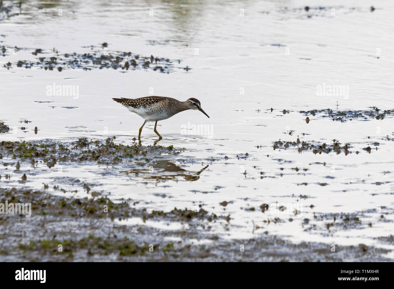 Wood Sandpiper Tringa glareola Stock Photo - Alamy