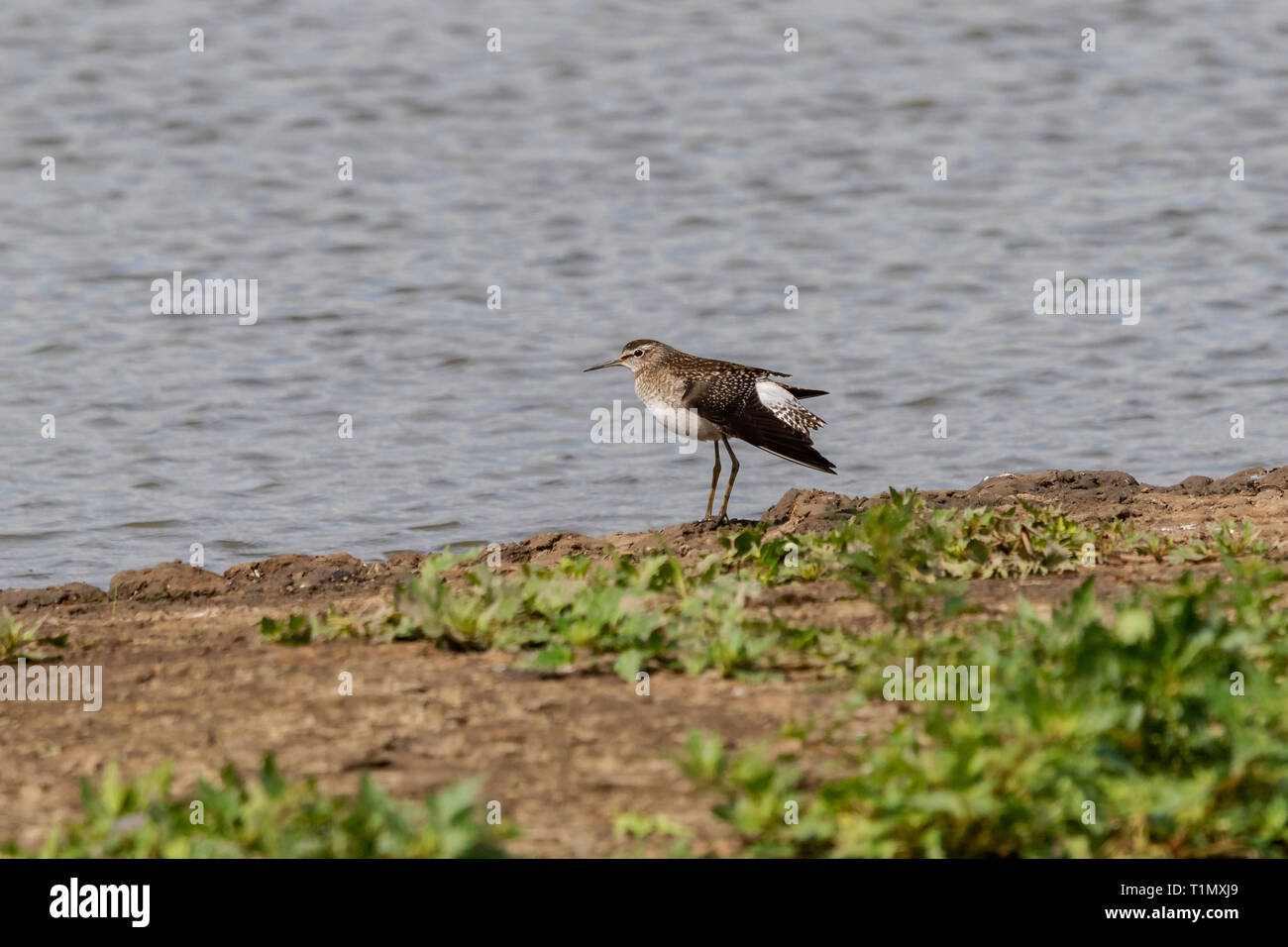 Wood Sandpiper Tringa glareola Stock Photo - Alamy