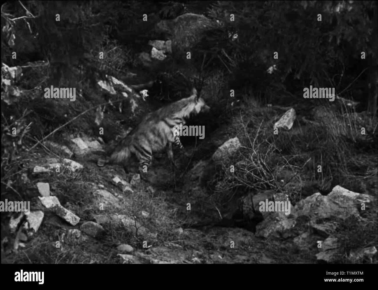 Nosferatu 1922 vintage movie screen Stock Photo - Alamy