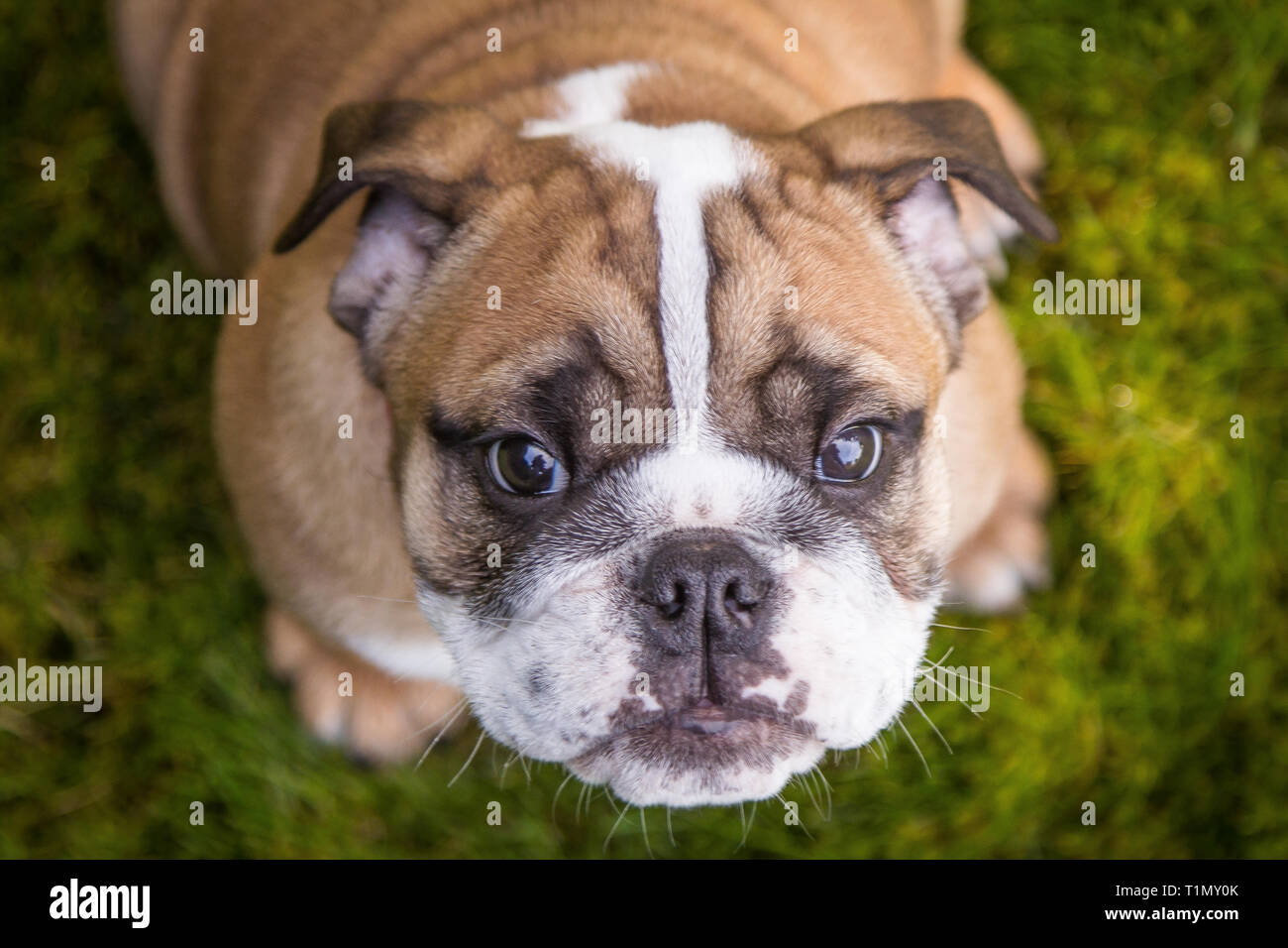 Young english bulldog hi-res stock photography and images - Alamy