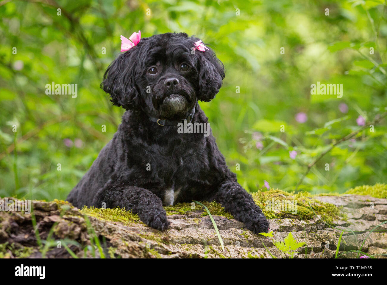 Cute little black dog with bows outside in the woods Stock Photo - Alamy
