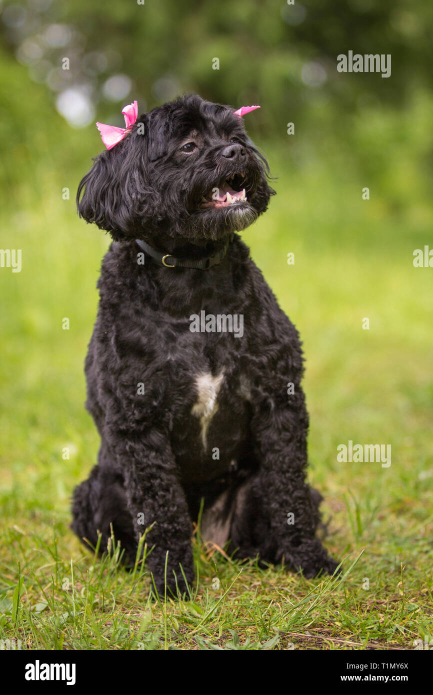 Cute little back dog with pink bows outside in a park Stock Photo - Alamy