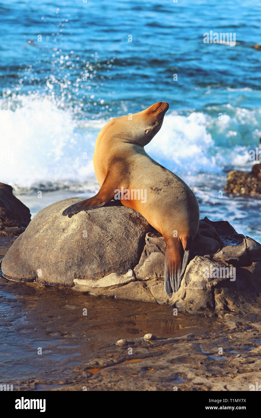 Seal basking in the sun on a rock Stock Photo - Alamy