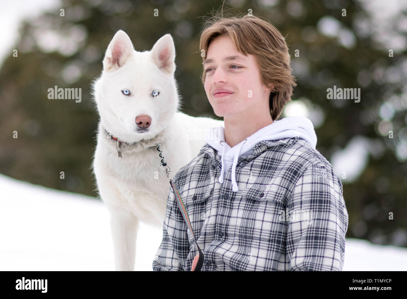 White Siberian Husky Stock Photo - Alamy