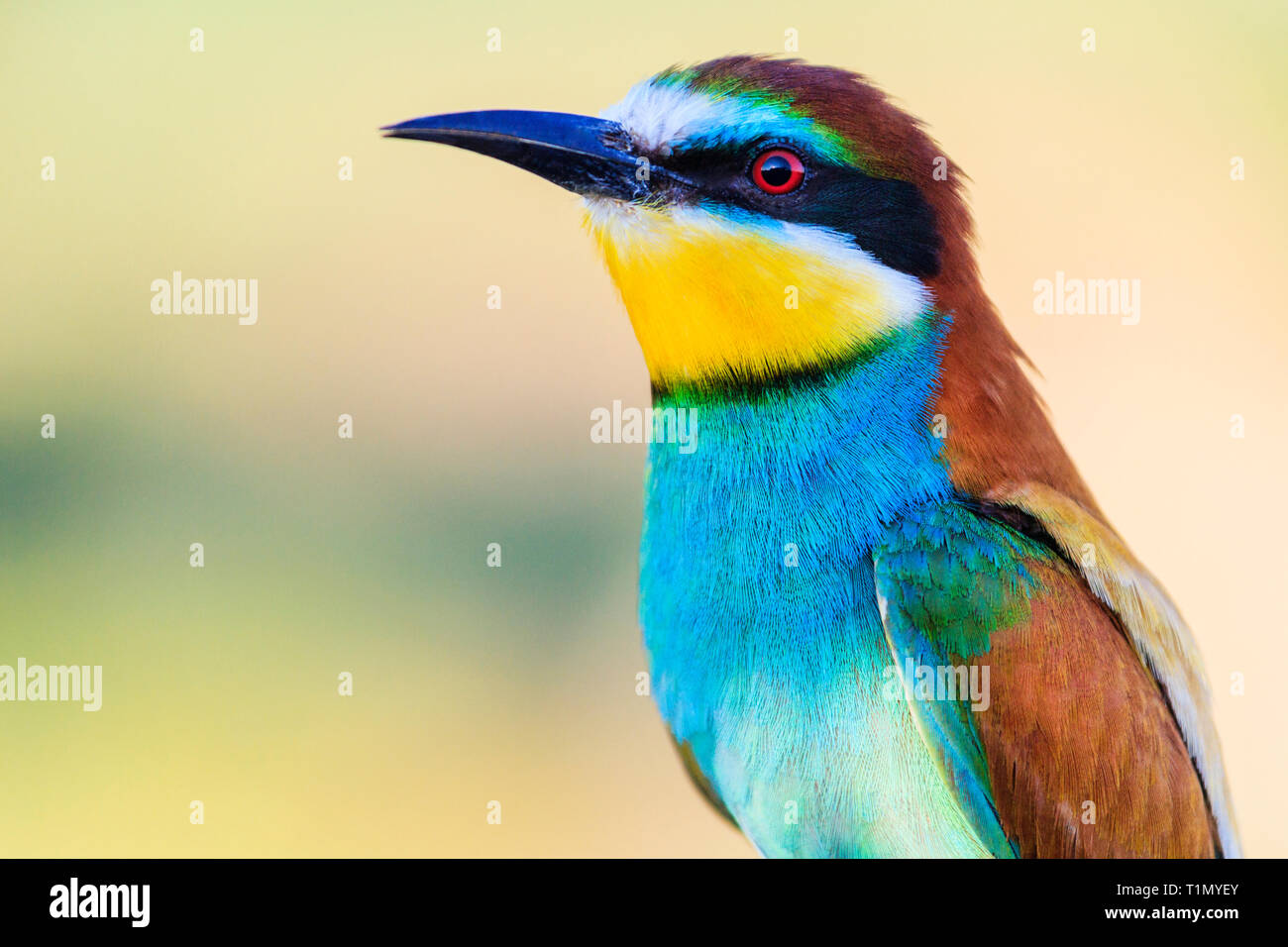 Golden bee eater hi-res stock photography and images - Alamy