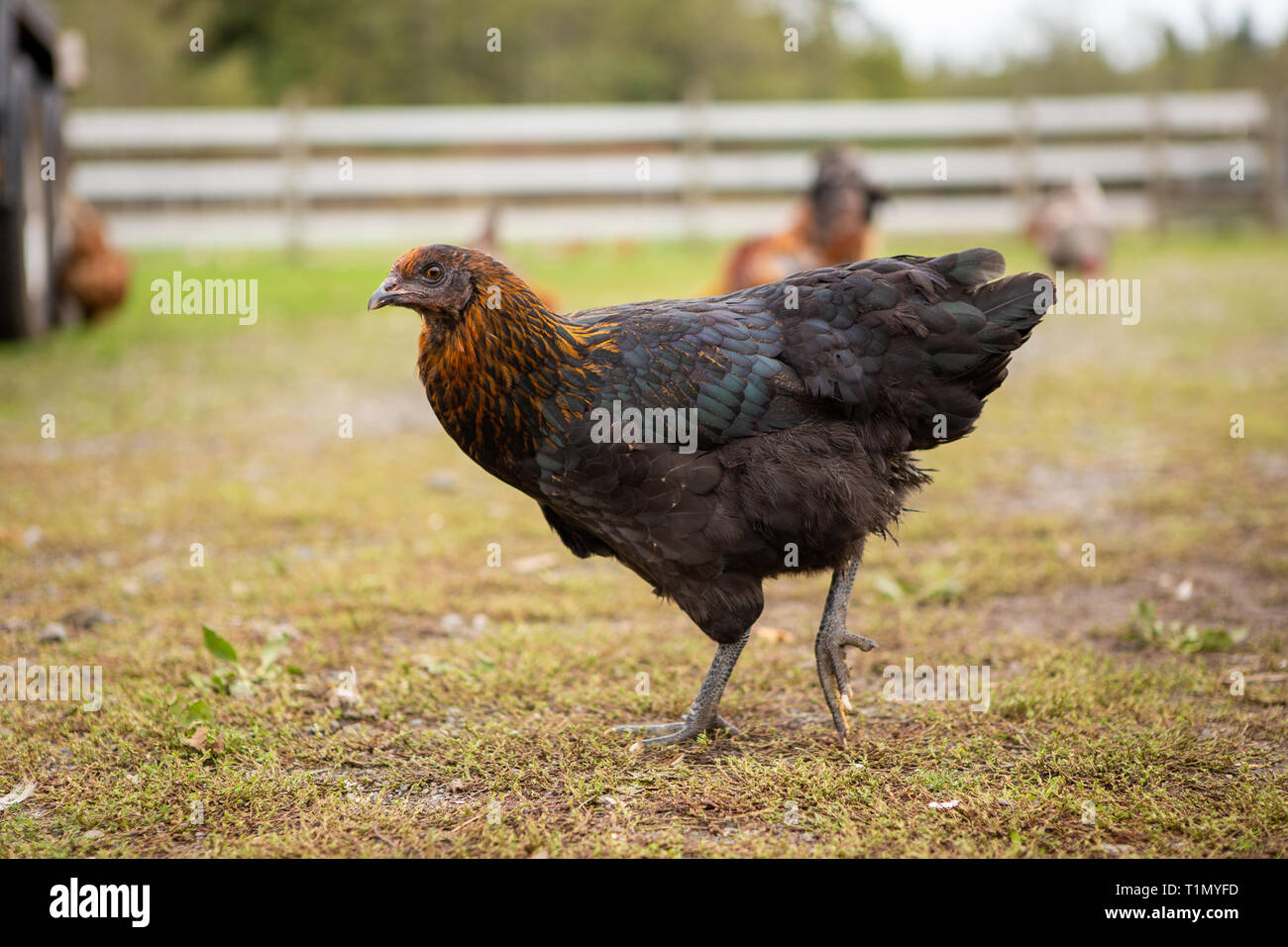 Chickens outside in a barnyard Stock Photo - Alamy