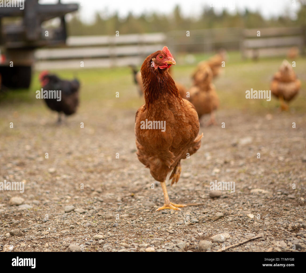 Chickens outside in a barnyard Stock Photo - Alamy