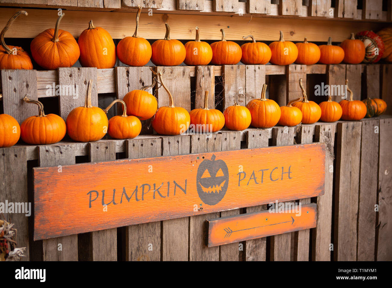 Pumpkin patch sign hi-res stock photography and images - Alamy