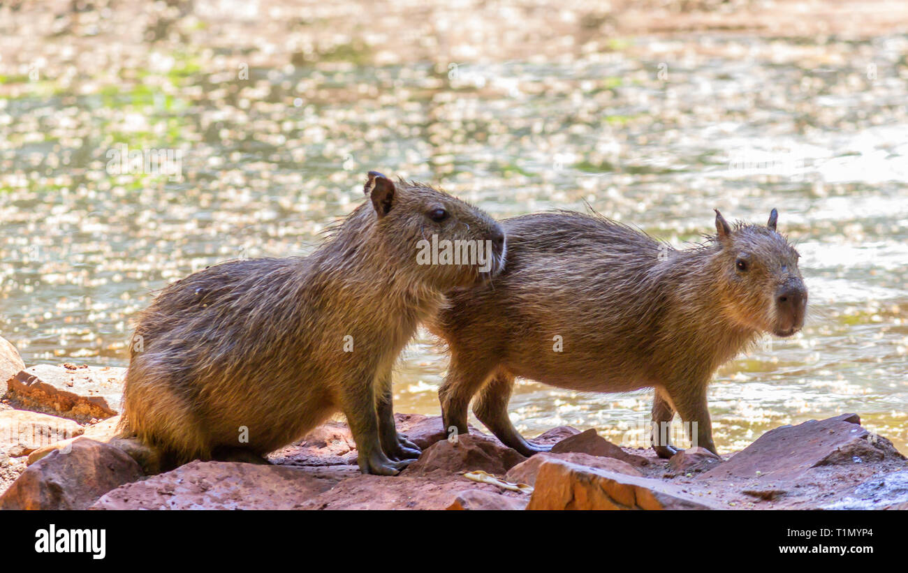 Capybaras in pantanal hi-res stock photography and images - Alamy