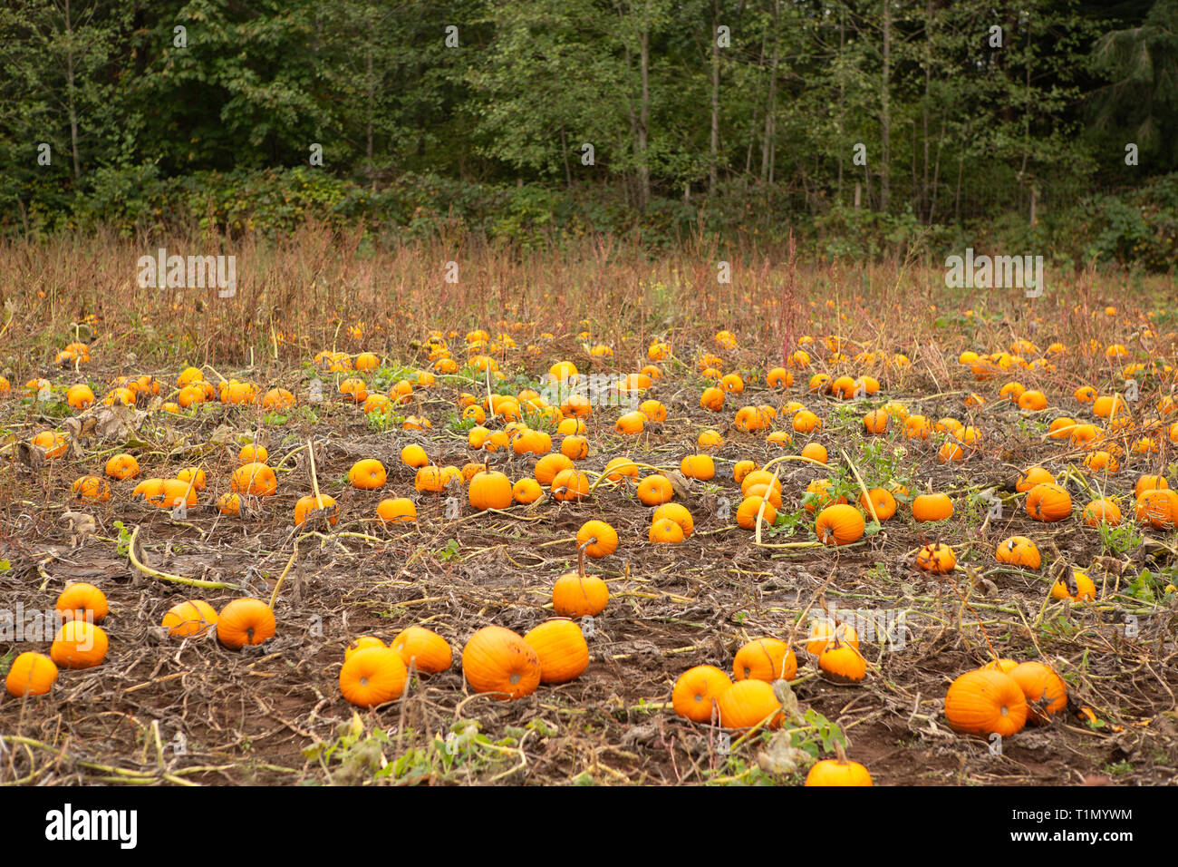 Field with pumpkins hi-res stock photography and images - Alamy