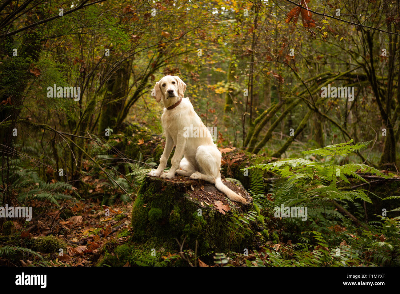 Beautiful dog enjoying a fall day in the forest Stock Photo - Alamy